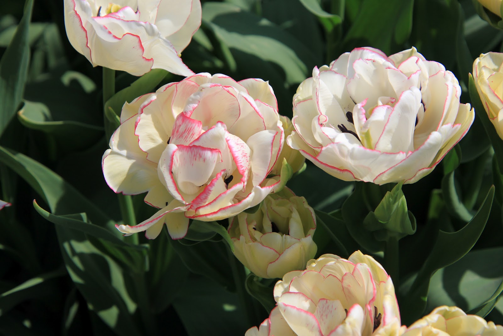 Tankar från Trädgårdsmästarn: Färgglada tulpaner i Stockholm - Tulpanfest