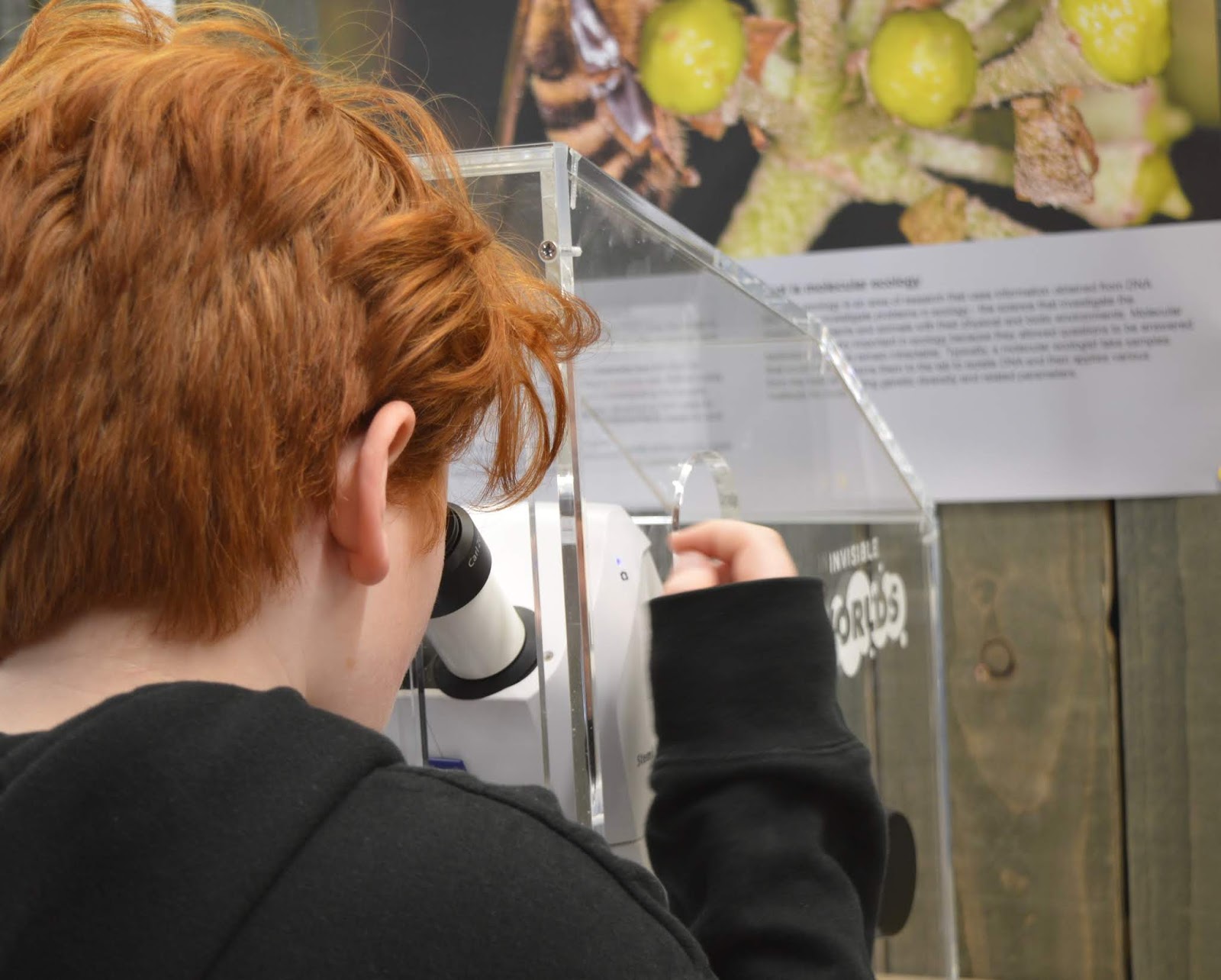 10 Reasons to Visit the Eden Project in Winter | North East Family Fun