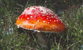 Homeopathic and Ayurvedic medicines: Agaricus Muscarius- A homoeopathic ...