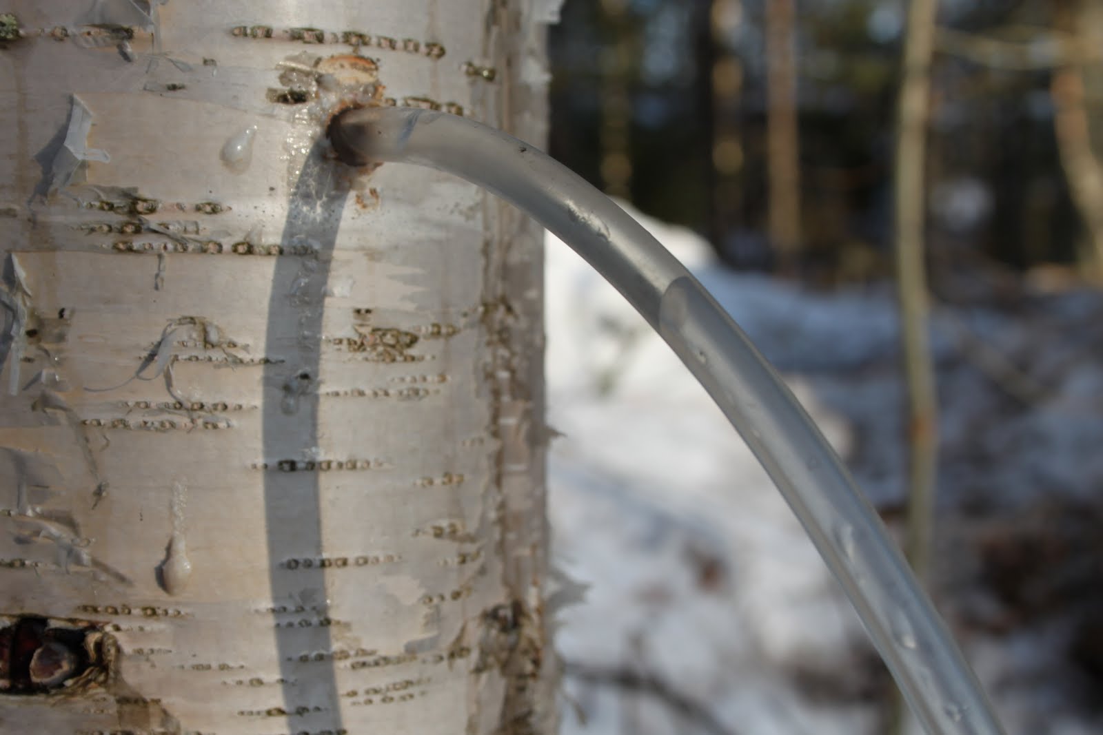 Kansanparantajan Perillinen: Koivun mahla