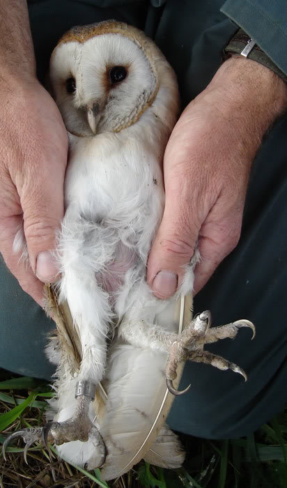 Adventures With Mel & Syd: The Brooding Patch