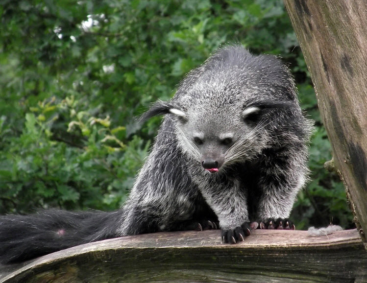 Binturong | The Biggest Animals Kingdom