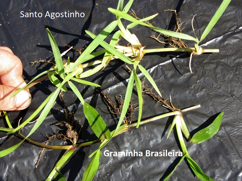 Bucólico Anónimo : Aprender a Distinguir: Escalracho de Relva Santo ...