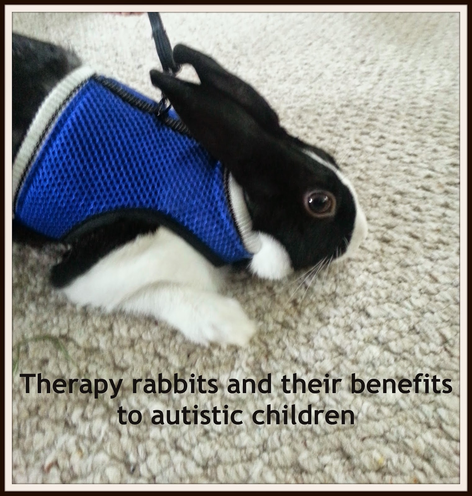 One Mama's Journey: Ralph the Therapy Rabbit