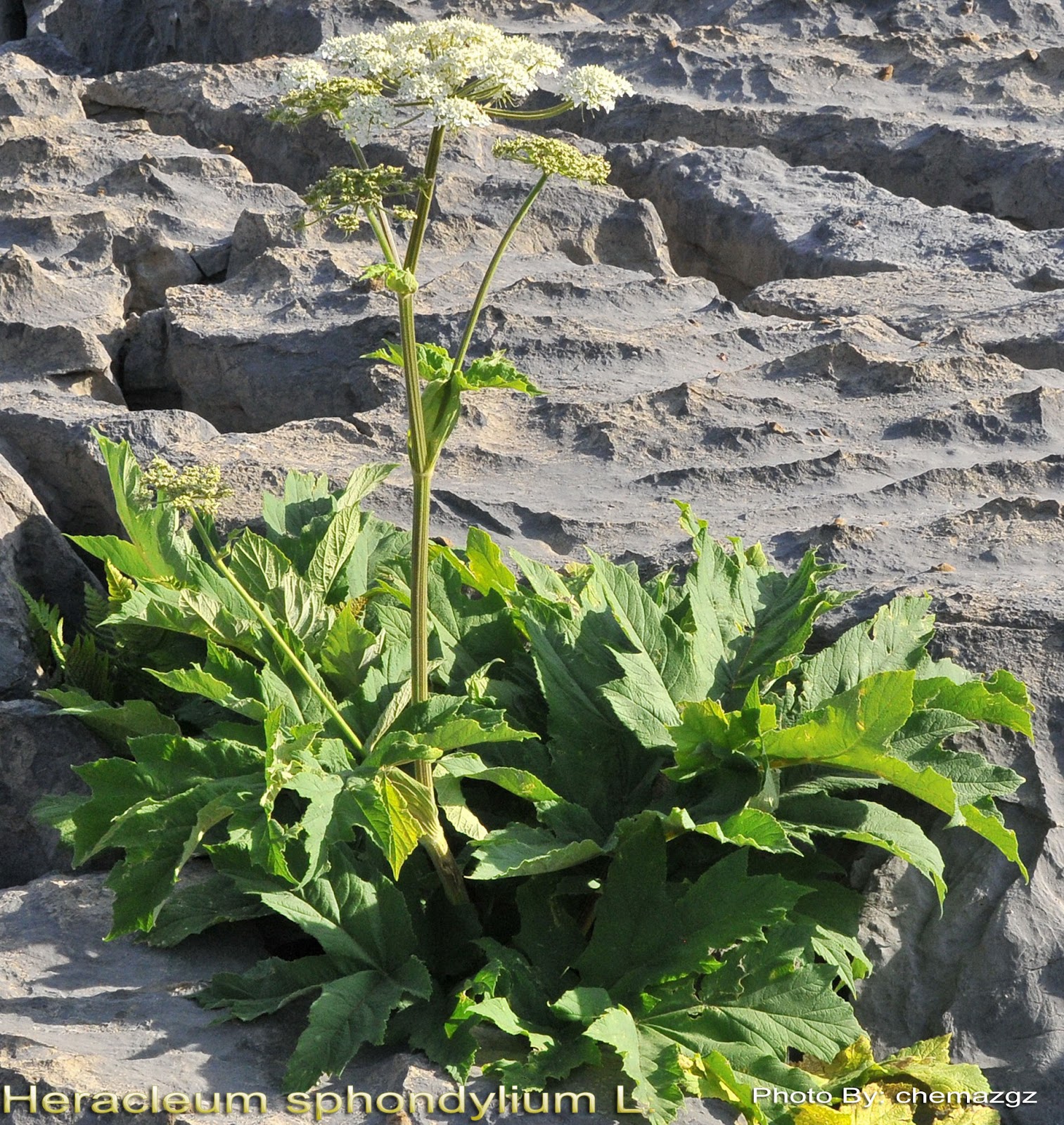 Medicinal Plants: Heracleum sphondylium