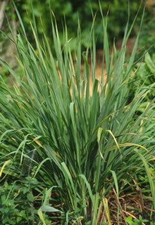 MEDICINA NATURAL PARAGUAY: Cedrón kapi´i o cedrón pasto