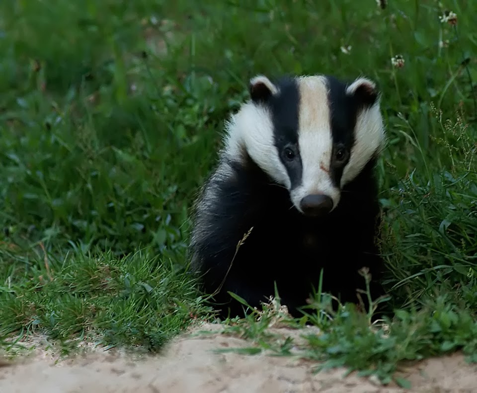Forest Forestal: Tejón