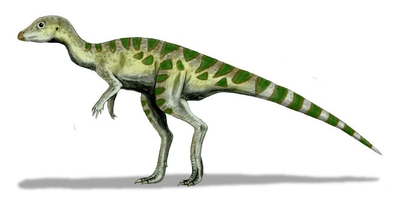Dinosaur info: Ornithopods