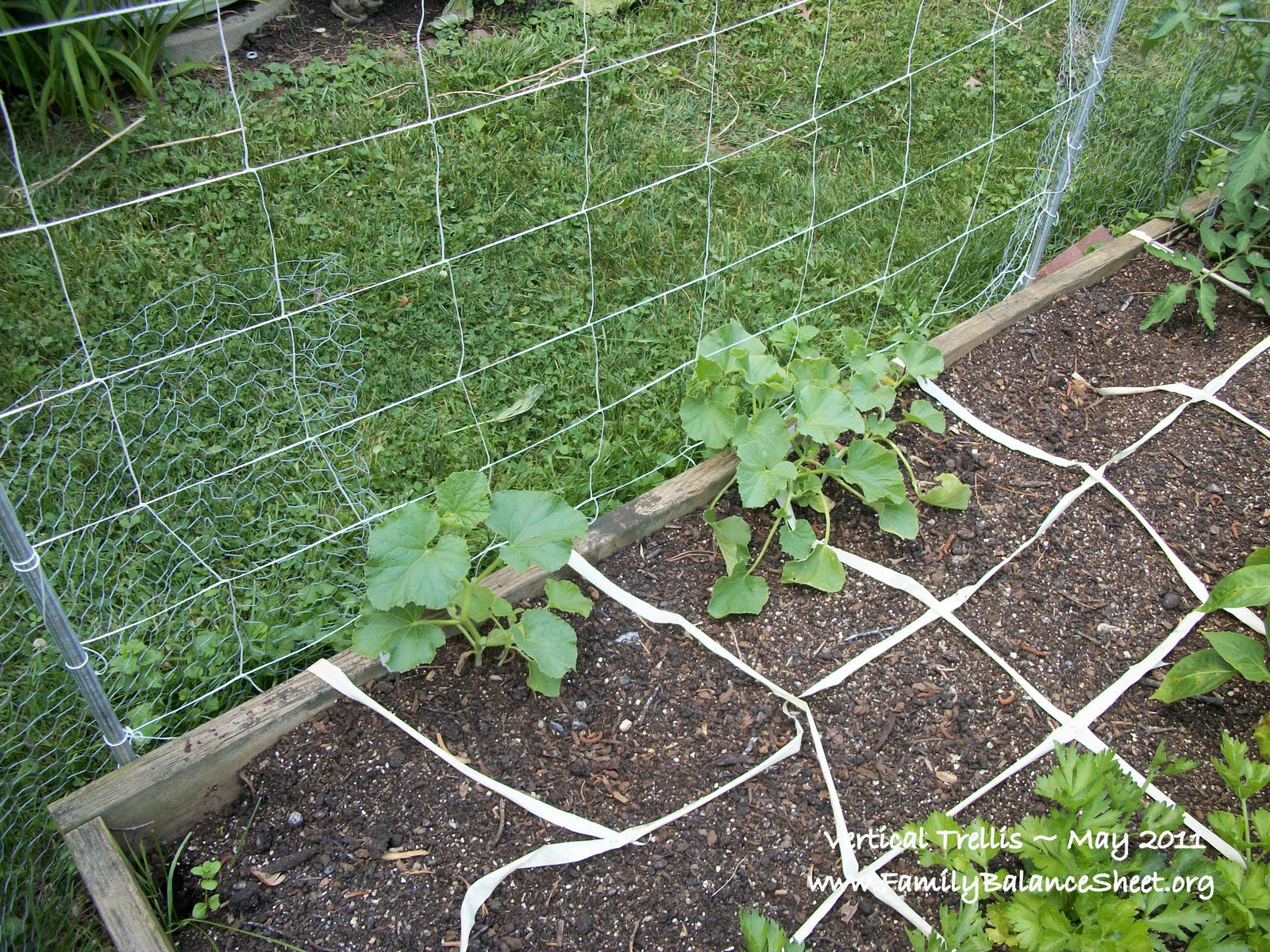 Vertical Gardening Update: SUCCESS - Family Balance Sheet
