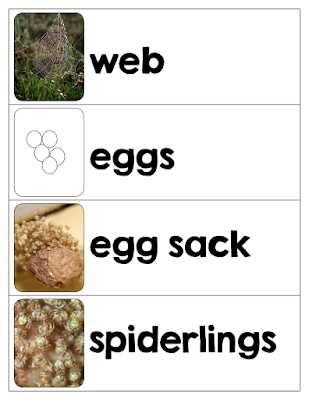 Lanie's Little Learners: All About Spiders