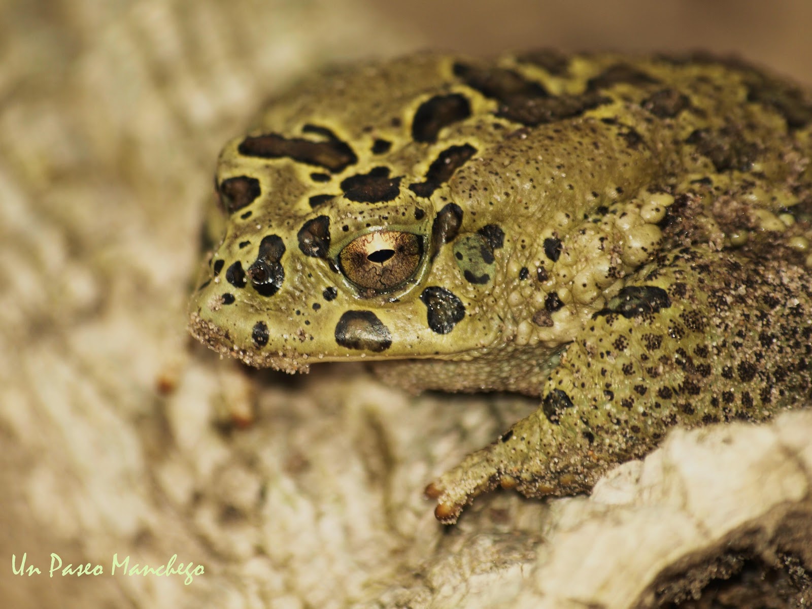 Un Paseo Manchego: Sapo Moruno; Bufo - Amietophrynus mauritanicus.