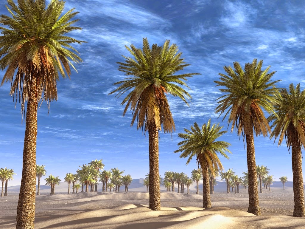 Tumbuhan Gurun - Homecare24