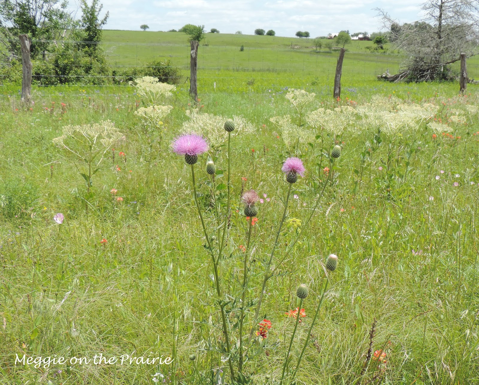 Meggie On The Prairie