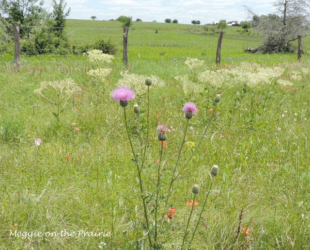Meggie On The Prairie