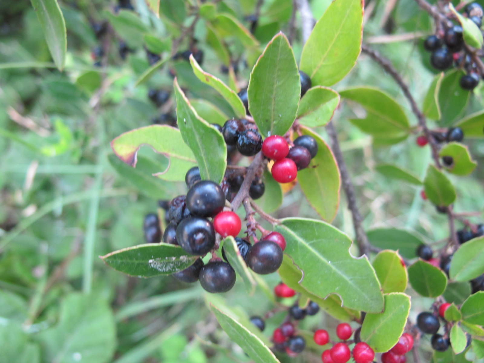 FLORA NEL SALENTO e.. anche altrove: Rhamnus alaternus L. - Rhamnaceae ...