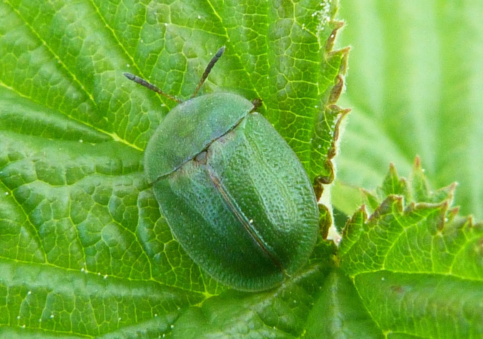Insects of Scotland: Other Beetles