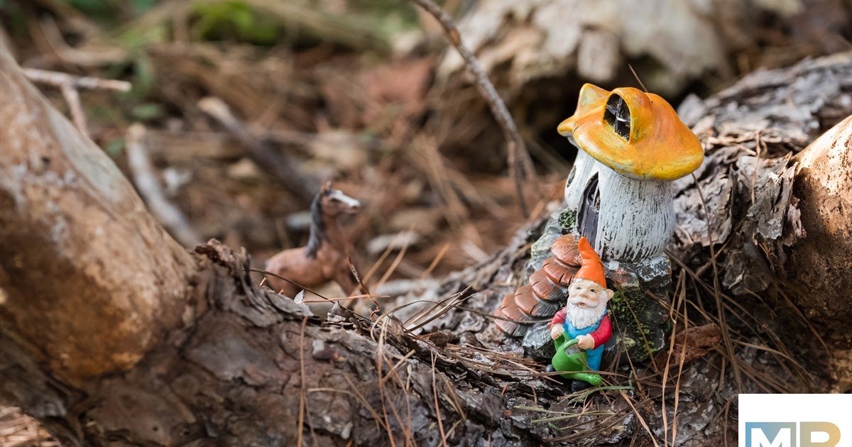 Visit this Secret Gnome and Fairy Garden Path hidden in Myrtle Beach