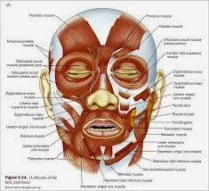 BELL'S PALSY ATAU LUMPUH OTOT MUKA
