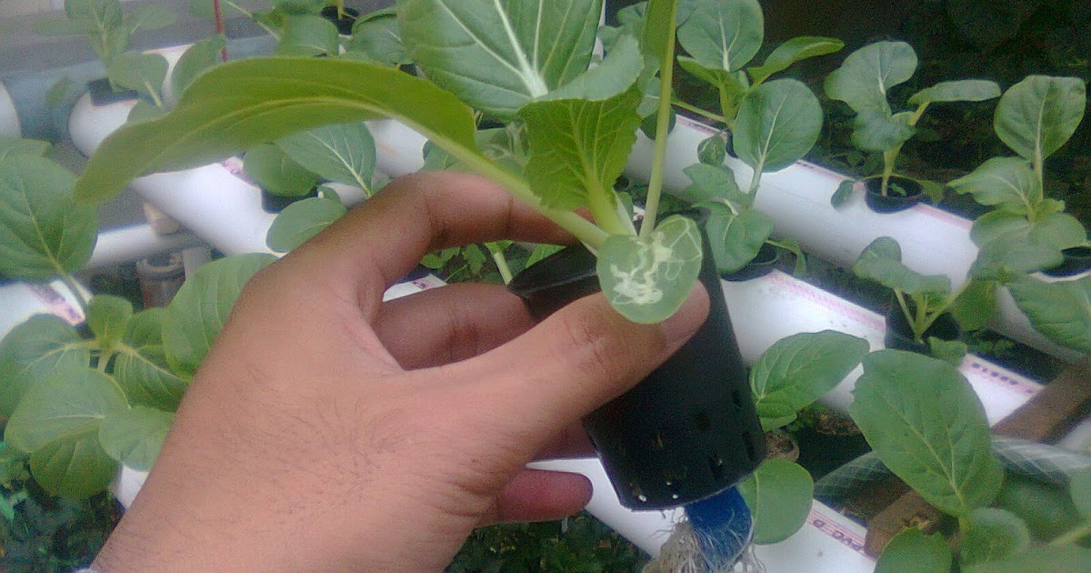 Cara Menanam Sayuran dan Buah Yang Cepat Menghasilkan - Rumah Petani