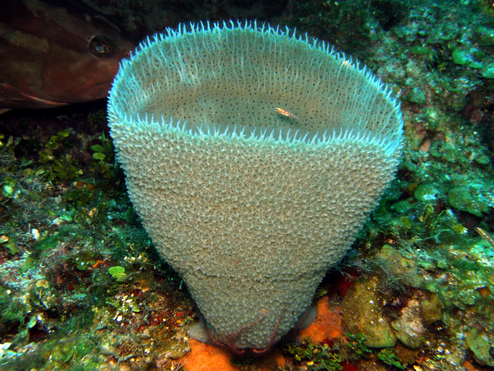 Iluminación Profunda: Niphates digitalis (1) Roatan, Honduras)