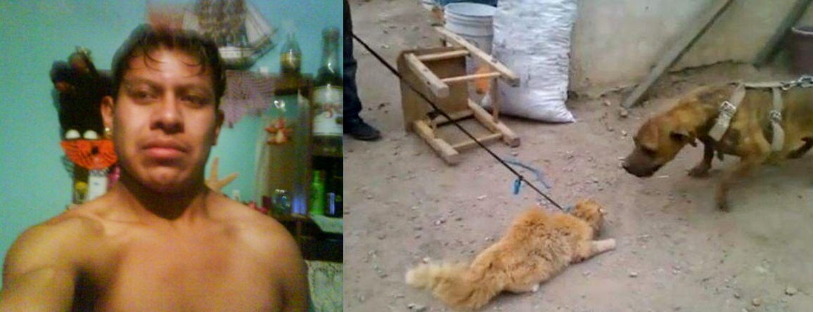 Econcientiza: Autoridades rescatan nueve perros de la casa del ...