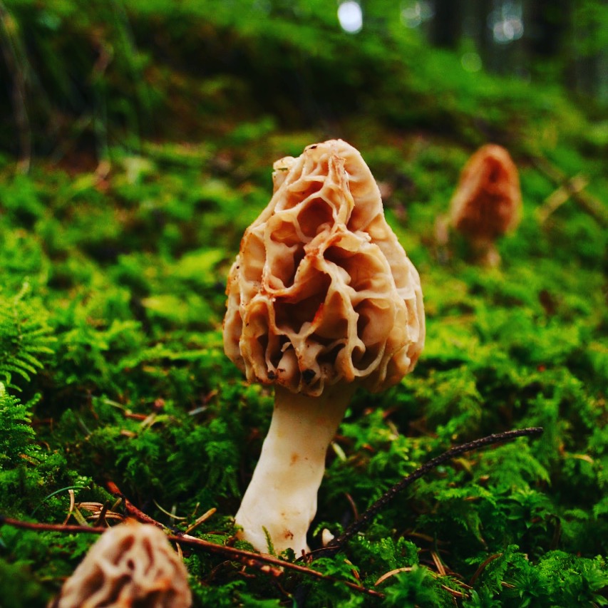 fungi de Mexico: Los hongos mágicos del bosque