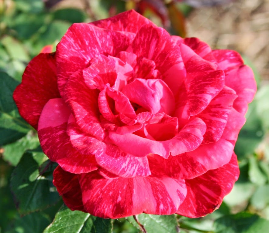 Garden Musings: Intuited Love