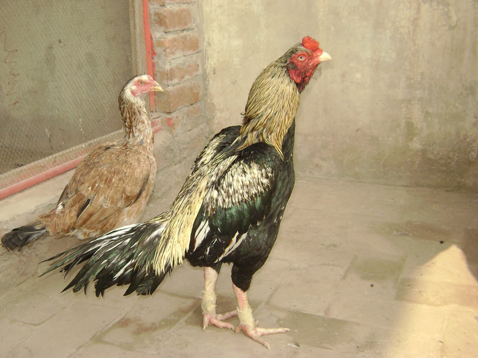 KING GHAZI: PAKISTANI ASEEL