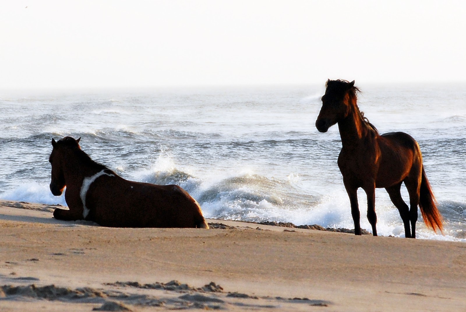 Annapolis and Other Places : Ponies on the shores of North Beach ...