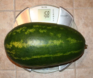 Poppular Photography: Watermelon Harvest 2011