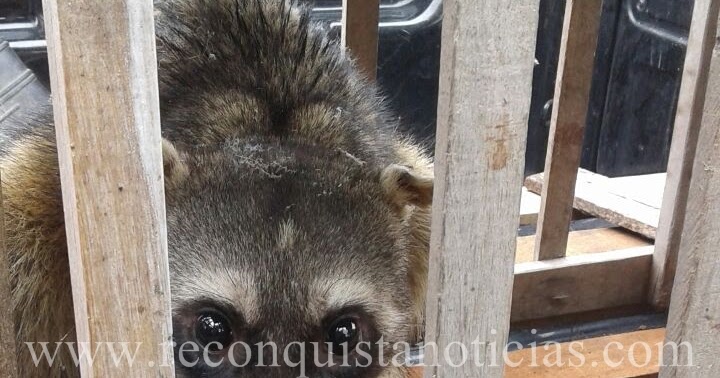 Reconquista Noticias