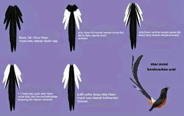 Burung Kicauan: Burung Murai Batu