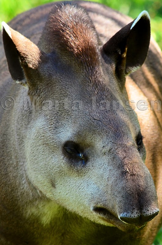 Captando a Luz: Retratos de uma anta