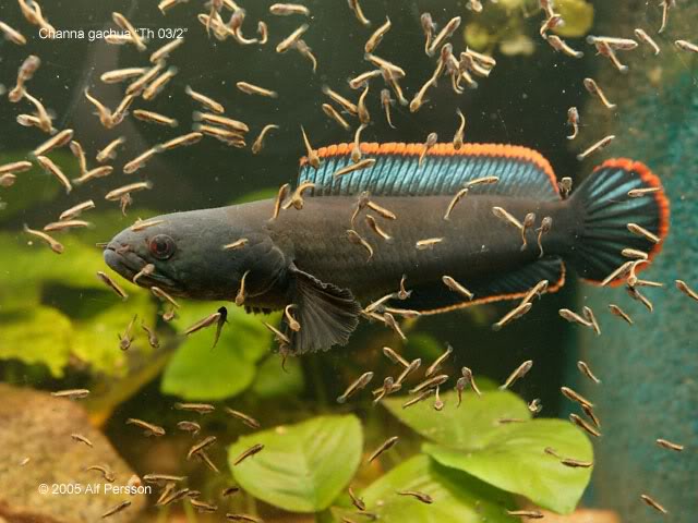 KumpaW BreakeR fishing: khasiat Ikan haruan