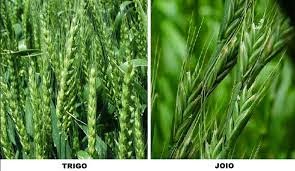 Sermão descomplicado e simples!: Vivendo como trigo entre o joio