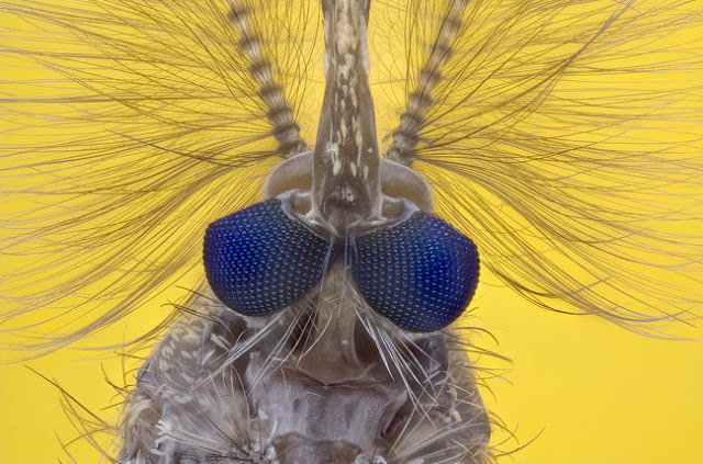 El Blog de Centinel: Alucinantes fotos de bichos e insectos