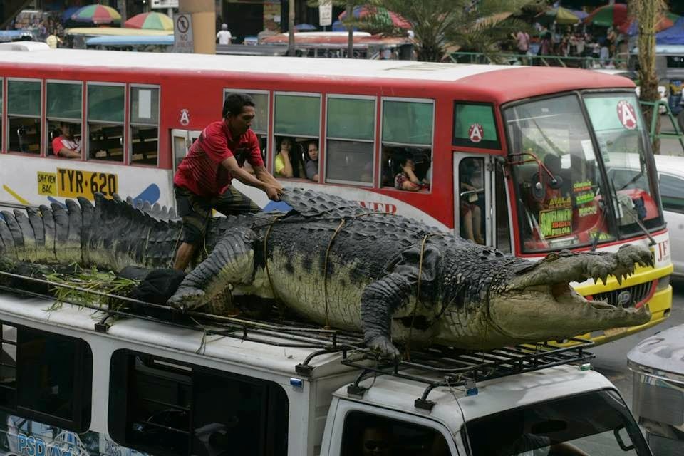 Alfred's Photos: Lolong (life-size replica) - from The Manila Times
