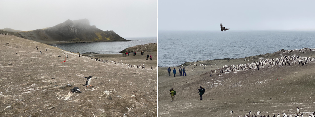 Day 3 - Antarctica South Shetland Islands : Cecilia Island and ...