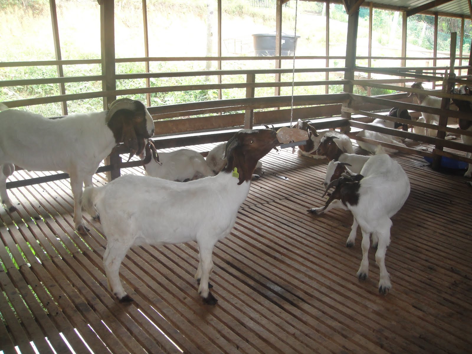 KHIDMAT MERU: LAWATAN KE PENTERNAKAN KAMBING DI KANDANG