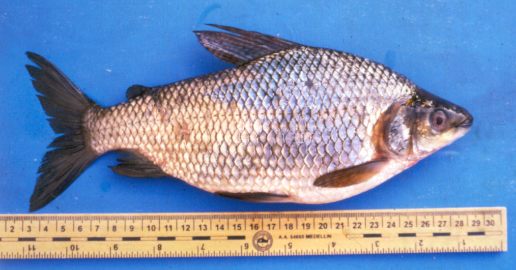 APRENDER A PESCAR: BOCACHICO