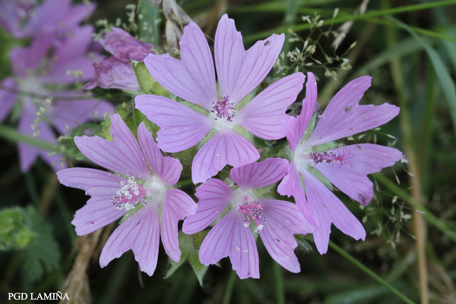 MALVA MOSCHATA. malva