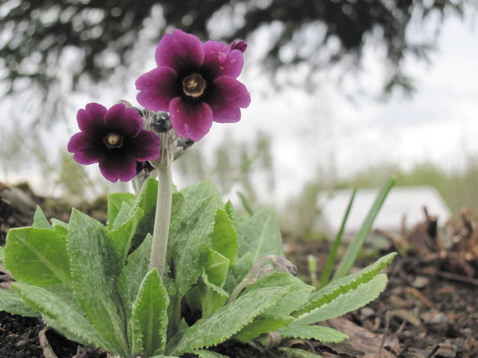 primulas hage: Flere vårblomster