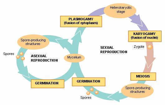 Amanita muscaria: Life Cycle & Reproduction