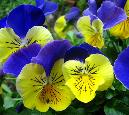 RW PAISAGISMO: FLORES: AMOR-PERFEITO