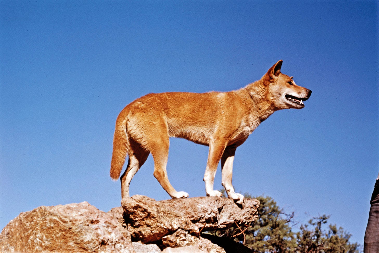 Factortigre: Dingo