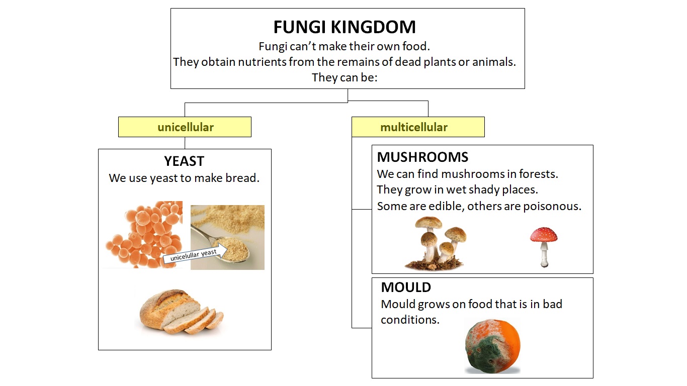 Clase de 5º - Andrés Segovia: UNIT 1: Fungi Kingdom