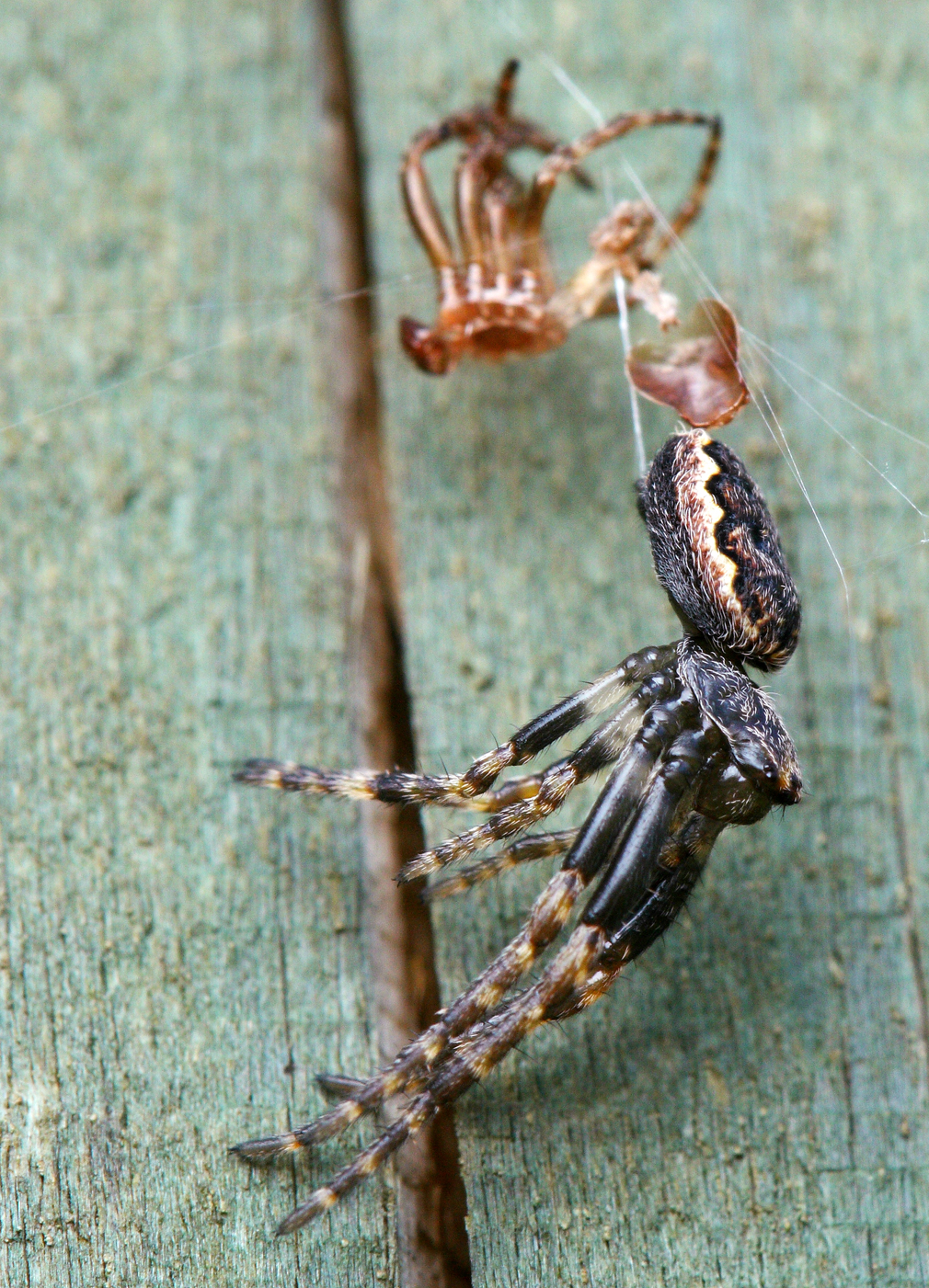 JJ's Photographic nature blog: Spiders have their skeletons on the ...