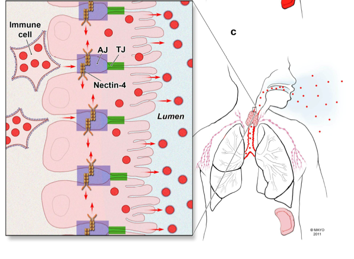Rule of 6ix: Revisiting the origins of contagion - the measles story