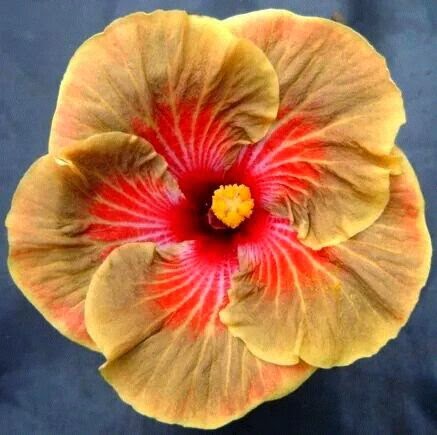 Hibiscus/Joba flower_020
