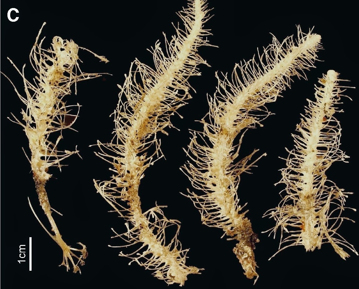 Sciency Thoughts: Four new species of Carnivorous Sponges from the ...